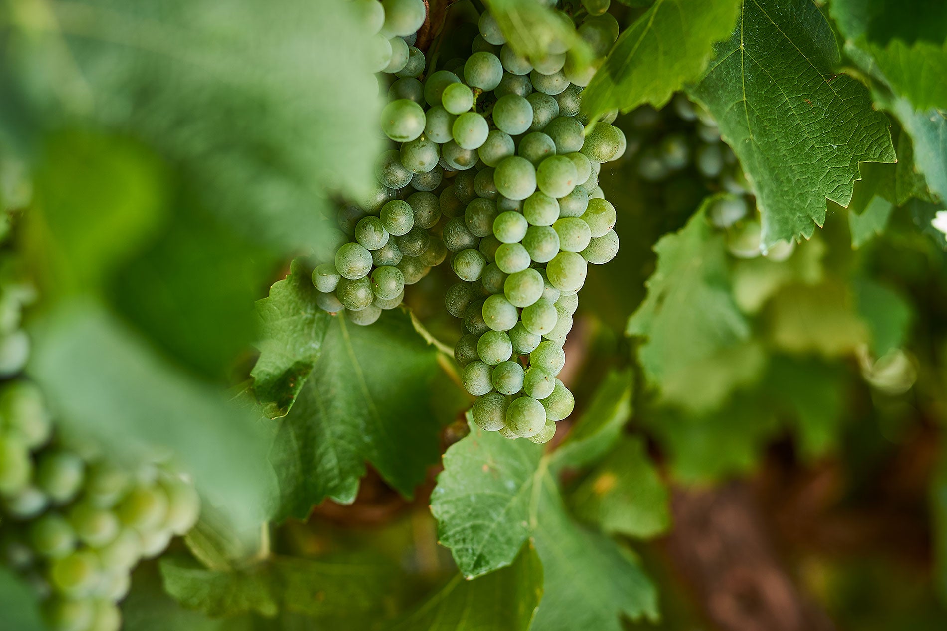 Australian Semillon: A Distinctive and Evolving Wine Tradition – The ...