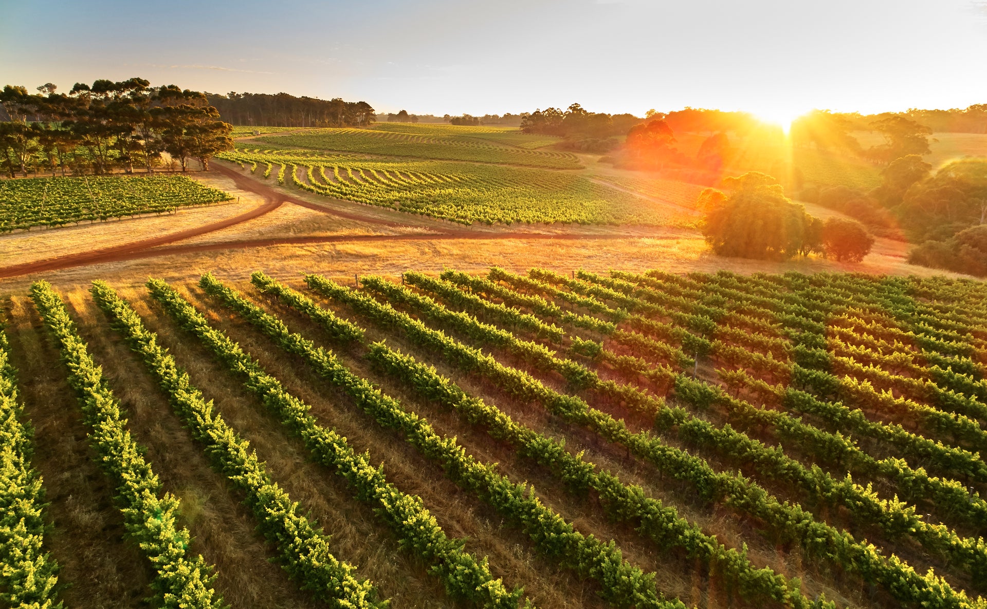 The Australian Wine Company | Australian Premium Wines